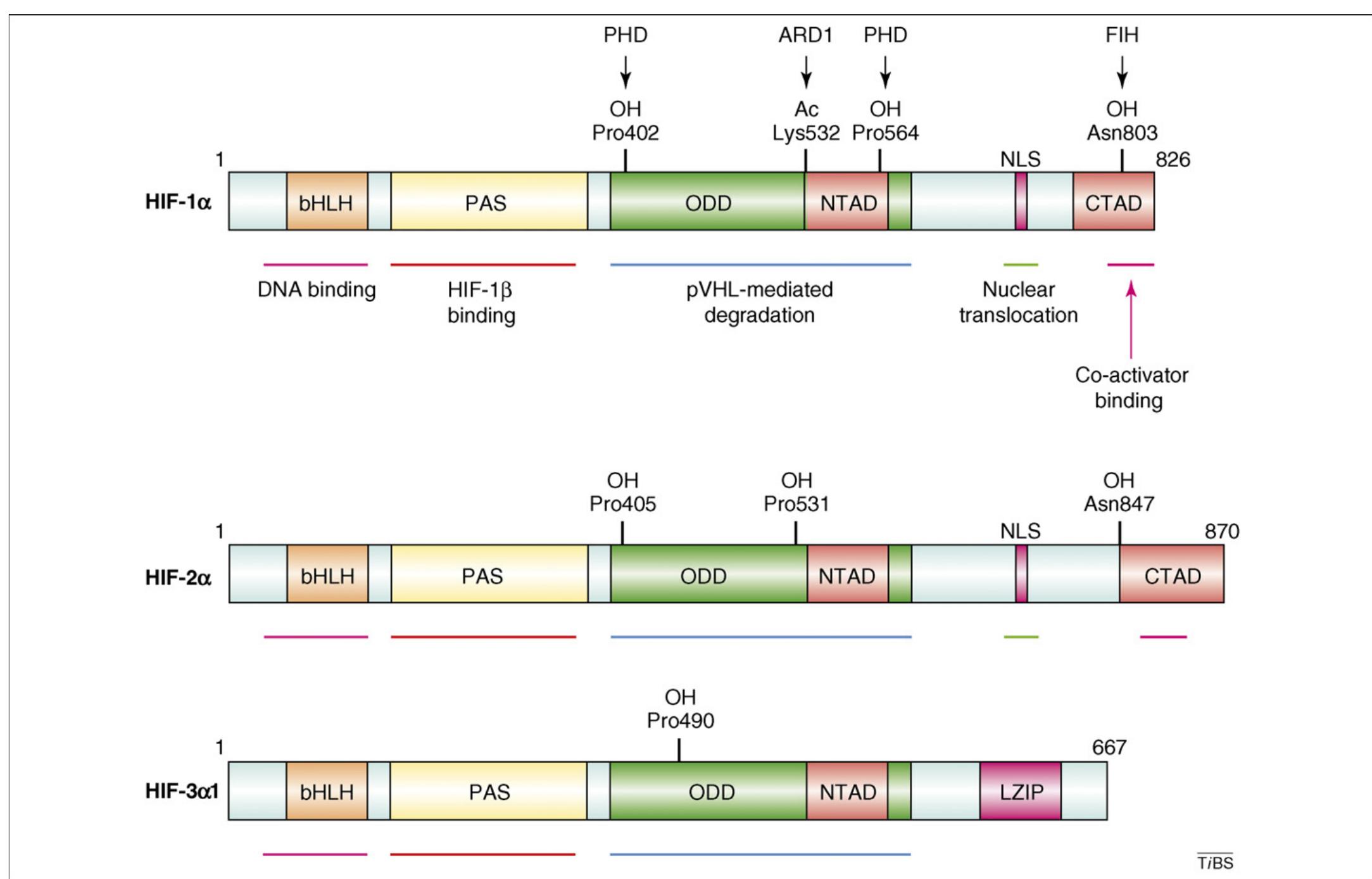 The hif-« proteins: a schematic diagram showing the