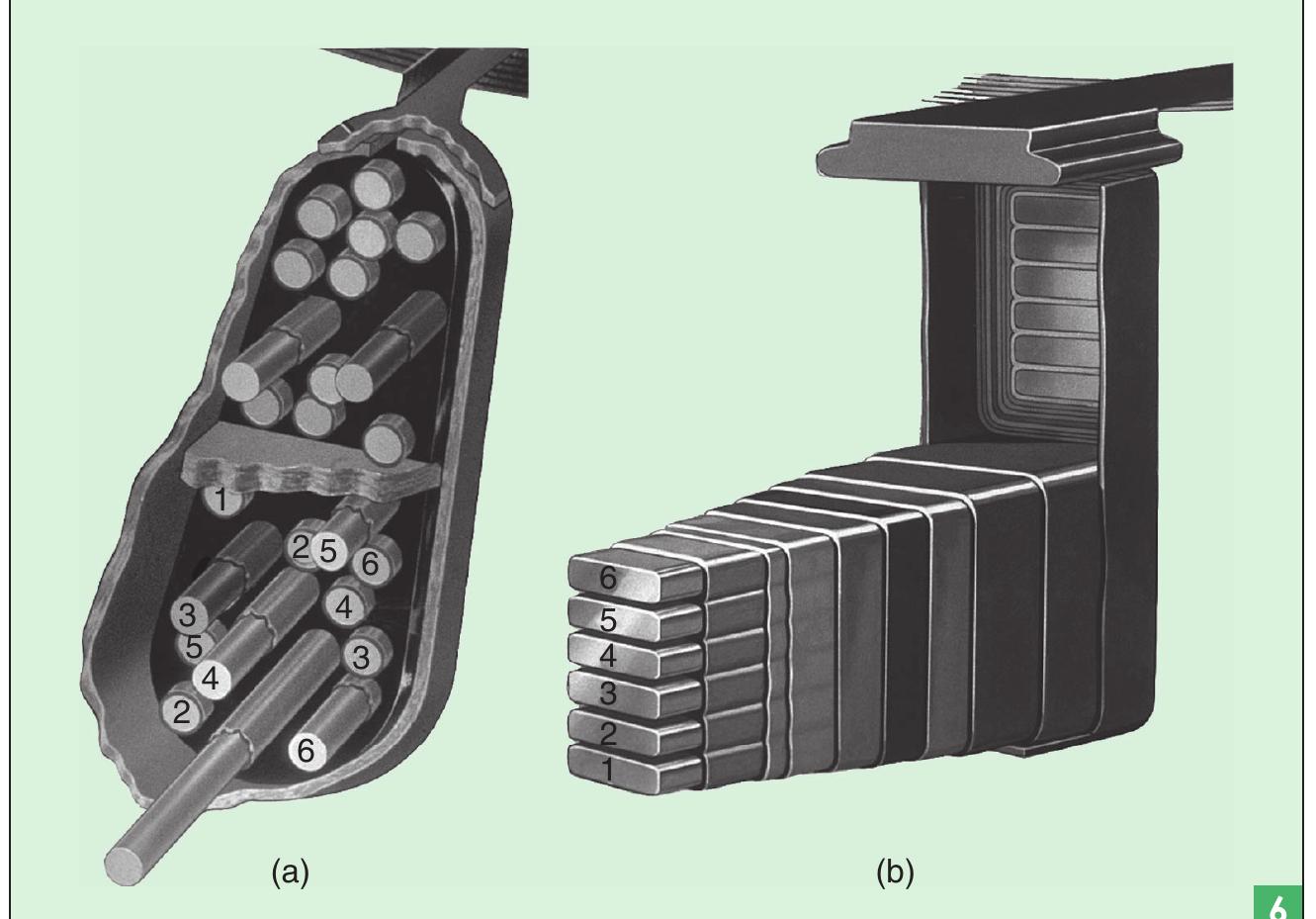 Coil types: (a) random wound and (b) form wound. (reprinted