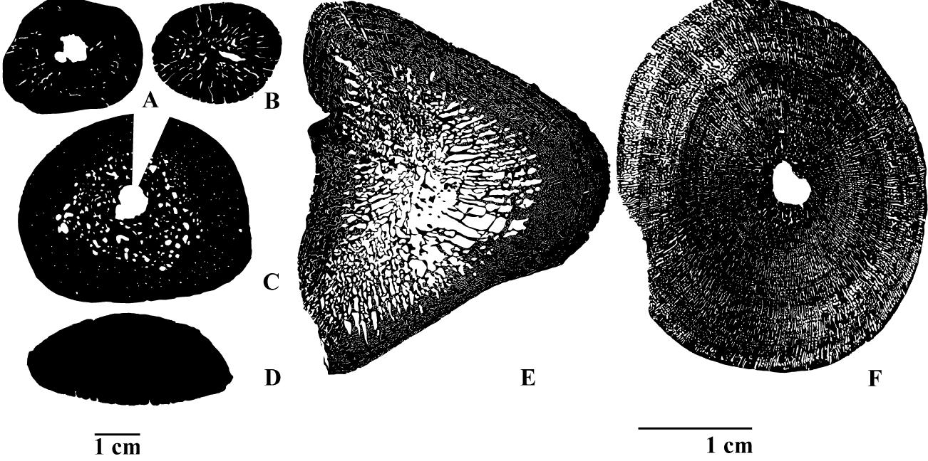 Drawings of mid-diaphyseal cross-sections of humeri of