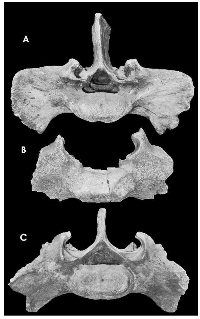 Visual comparison between first sacral vertebrae of bison