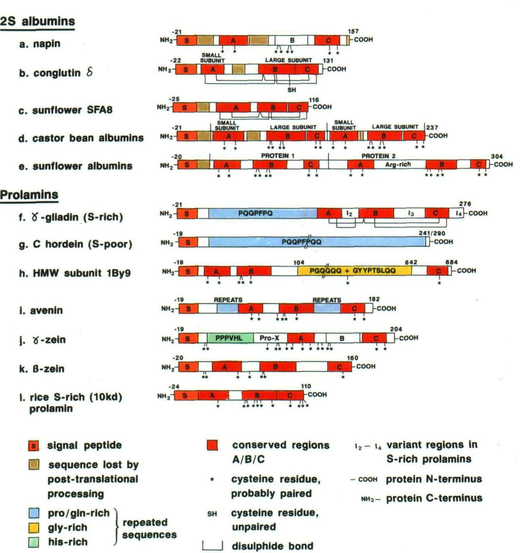 Schematic structures of members of the cereal prolamin
