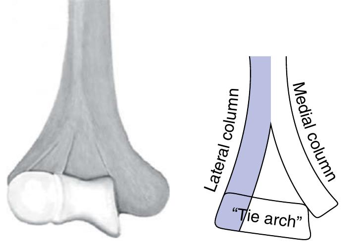 The two columns of distal humerus. the trochlea and the
