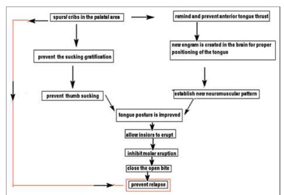 Flow chart showing mechanism of habit breaking appliance!)