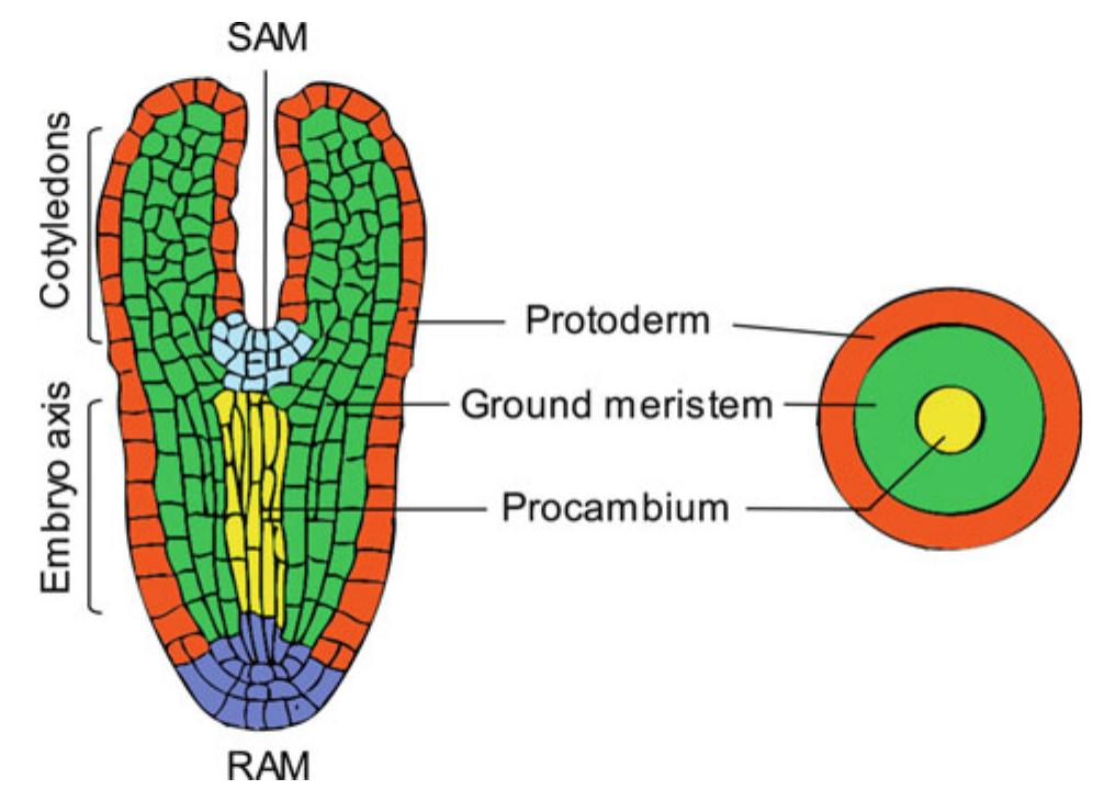 Schematic of (a) longitudinal and (b) cross section of