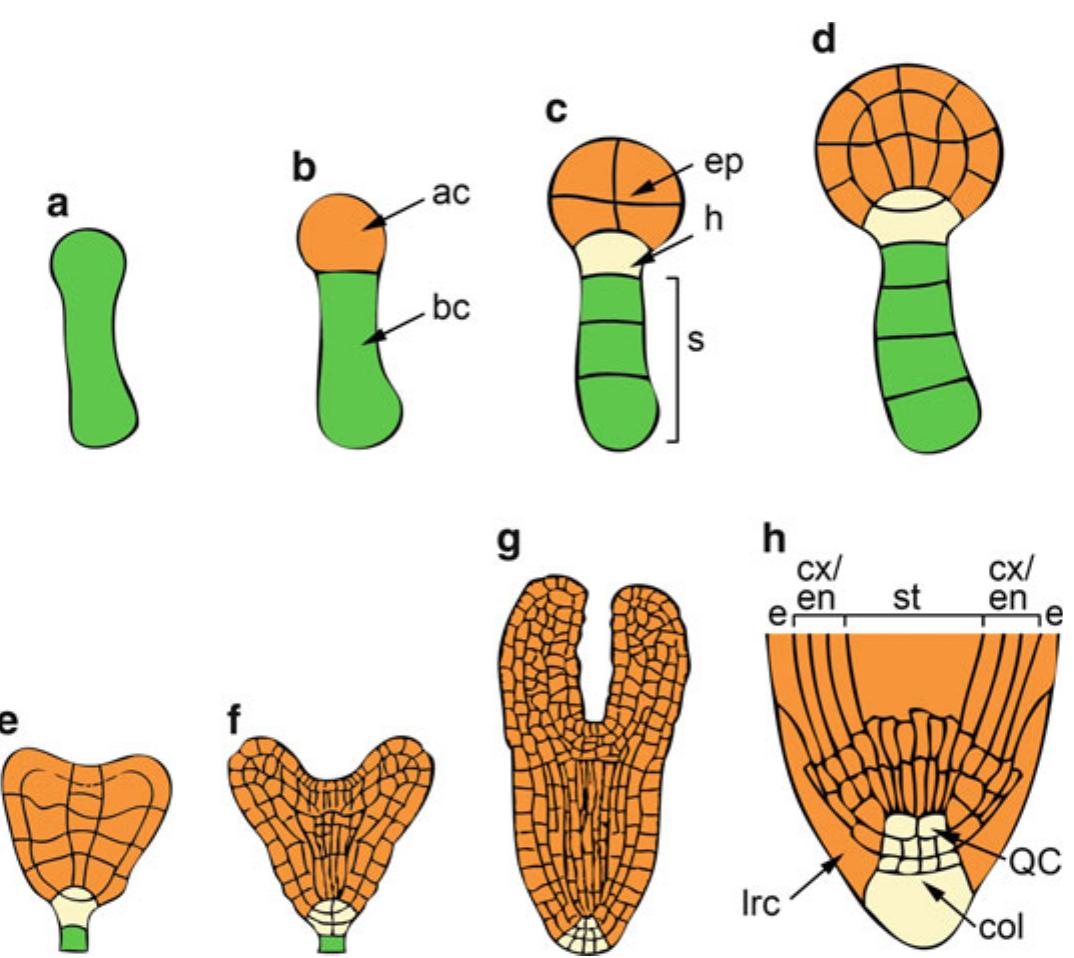 Cartoon illustrating the main stages of arabidopsis thaliana