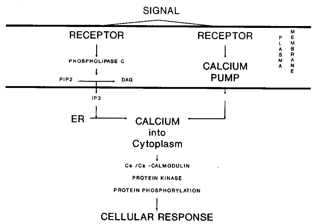 A flow diagram illustrating the pathway by which cellular