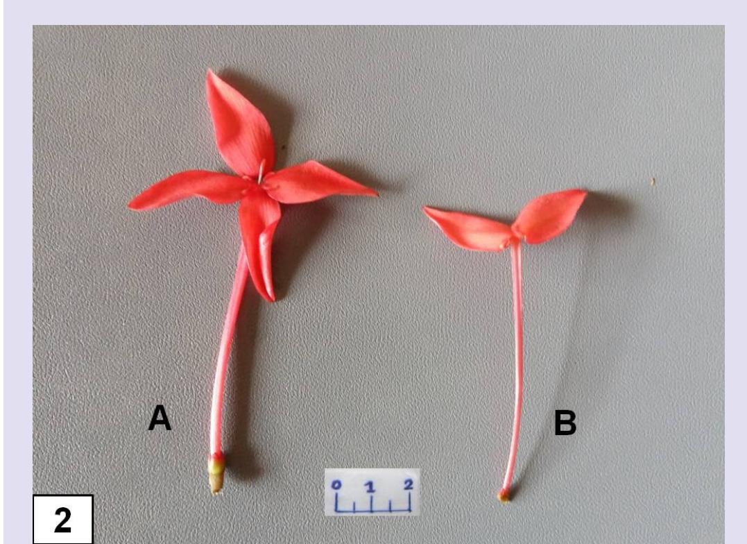 Flower of ixora coccinea (a — entire flower; b - l.s. of
