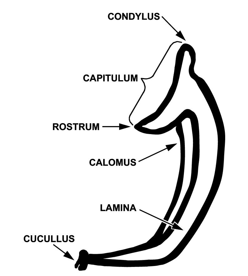 Male spicule (lateral view) showing constituent parts. a