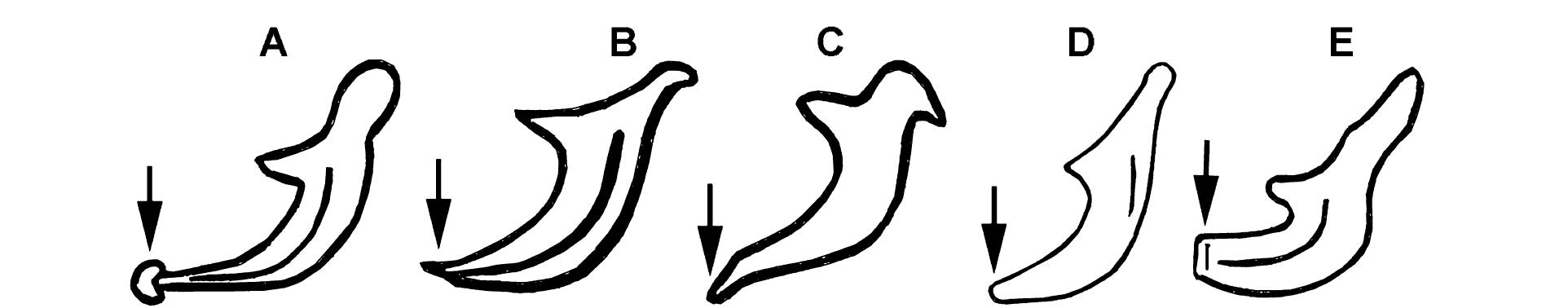 Character 3: male spicule tip (lateral view). a: with