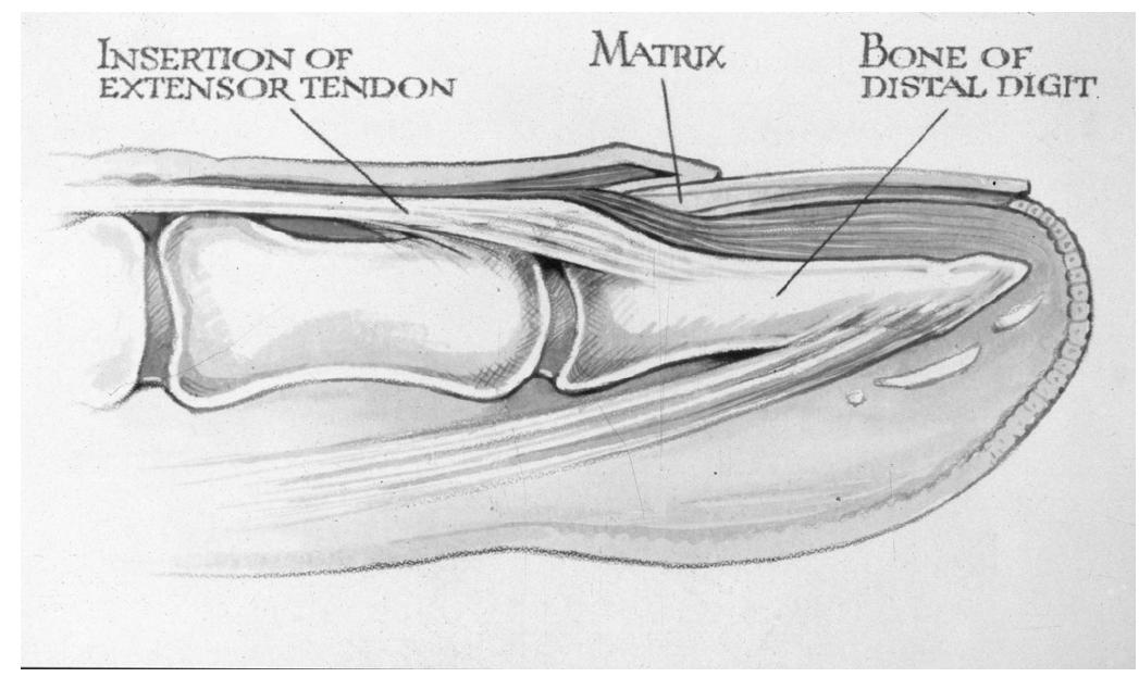 Drawing of surgical anatomy of the nail unit.