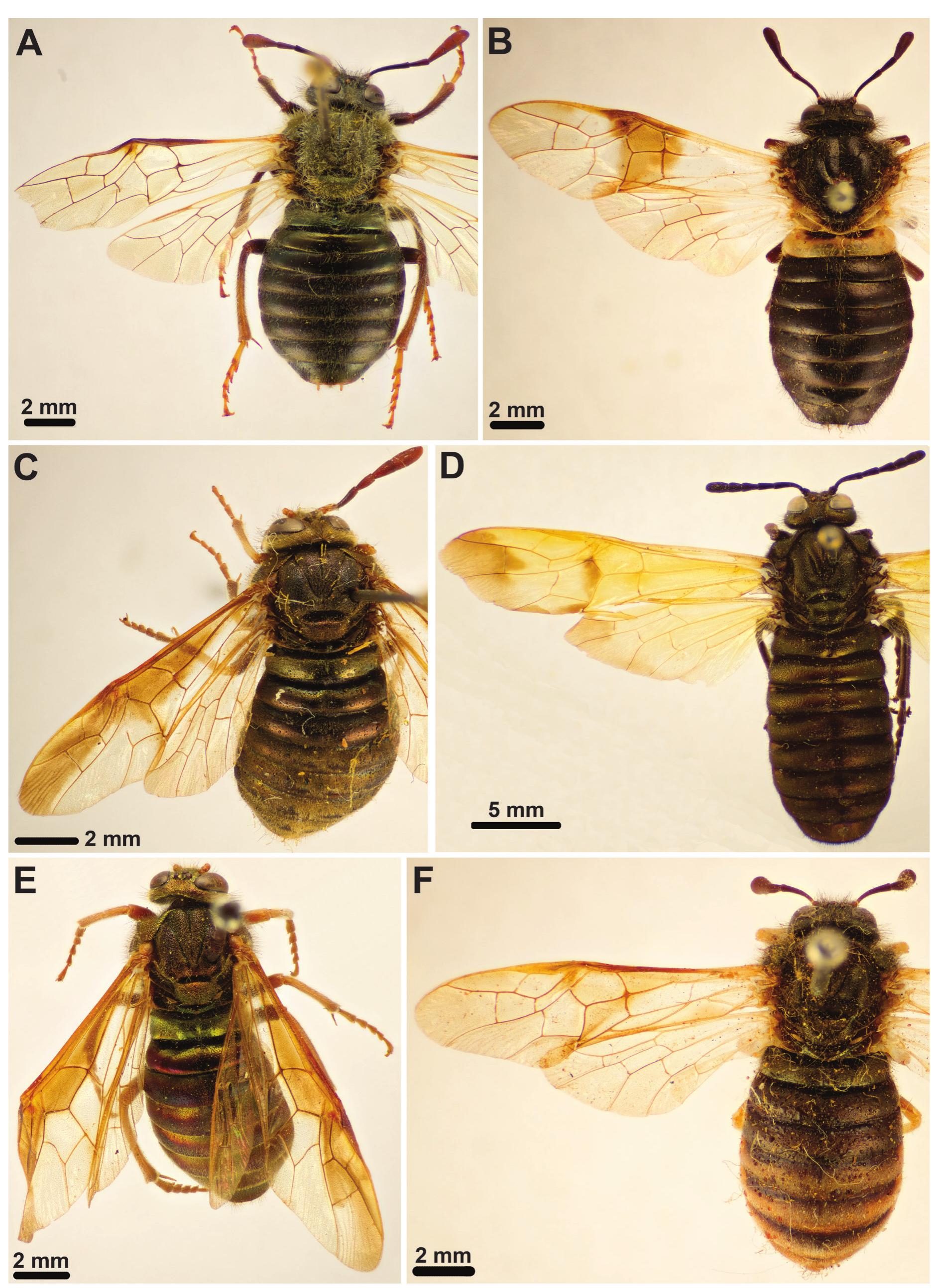 Vilhelmsen l. & shinohara a., phylogeny and classification