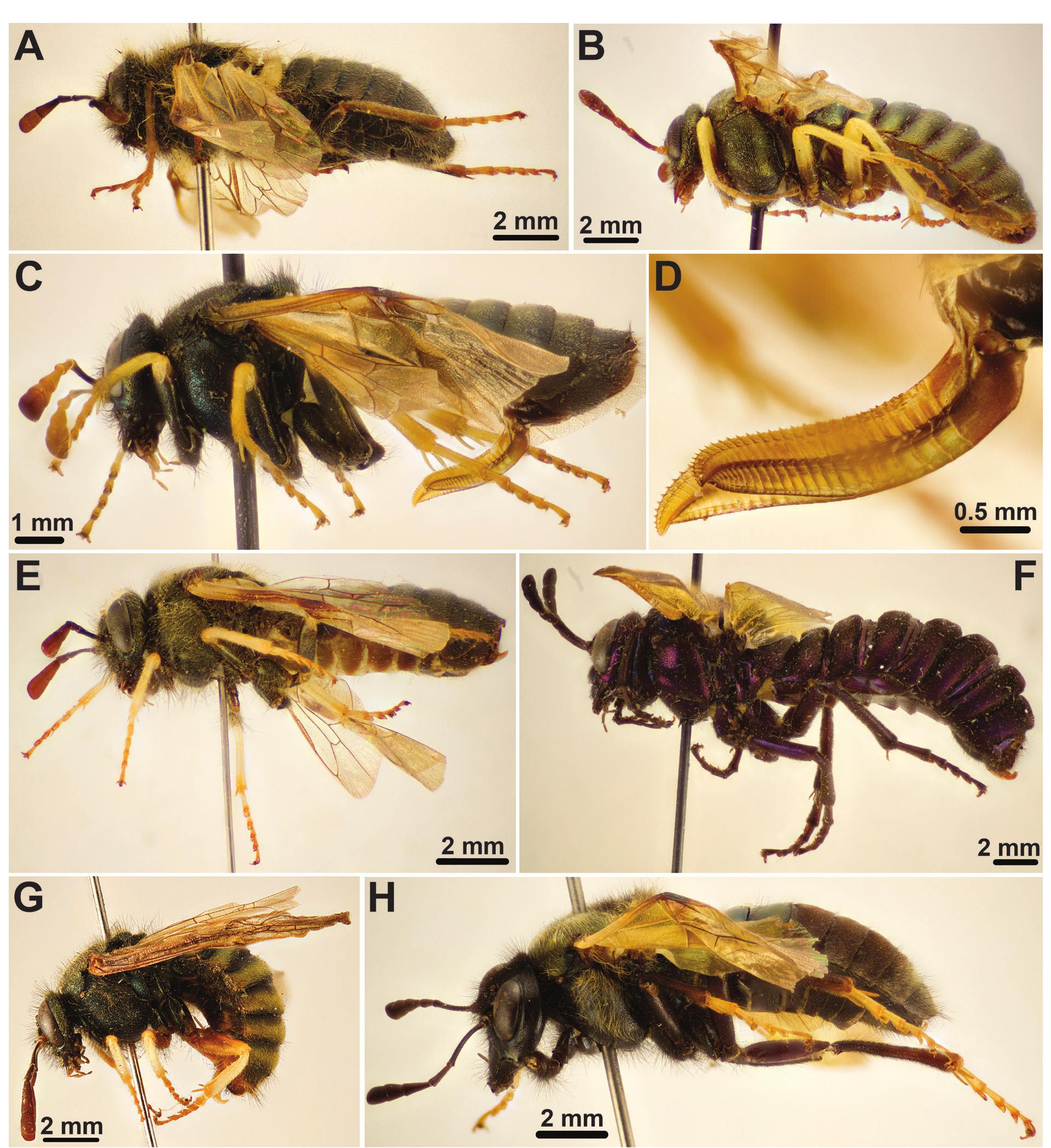 Vilhelmsen l. & shinohara a., phylogeny and classification