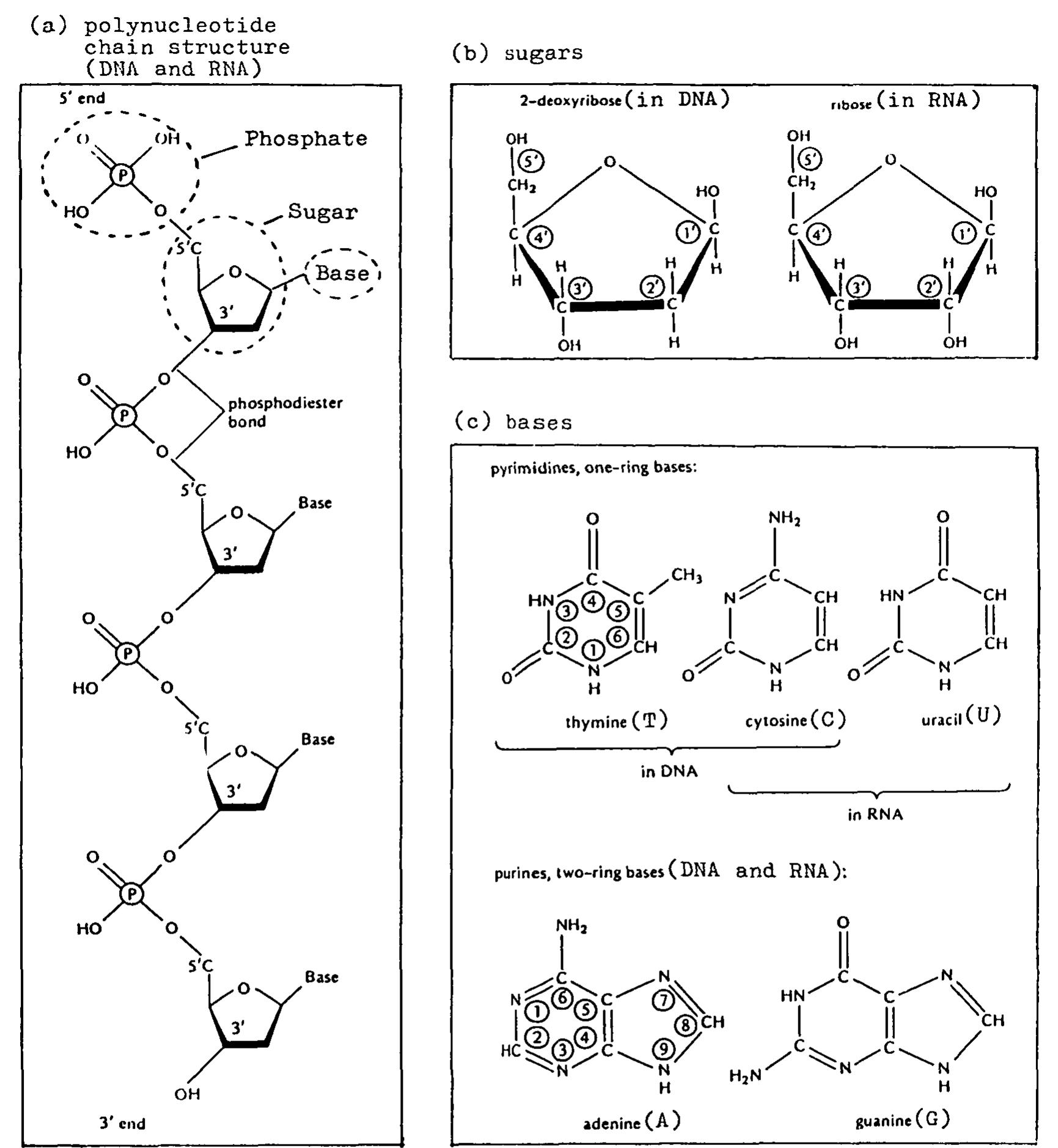 Fic. 1. structural formulae for nucleic acids and their