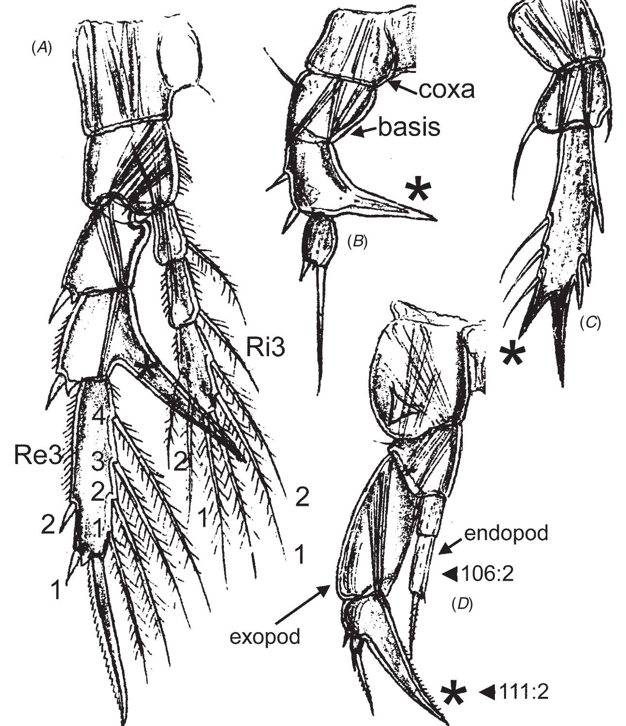 Examples of leg 5 showing the setal numbering system (in