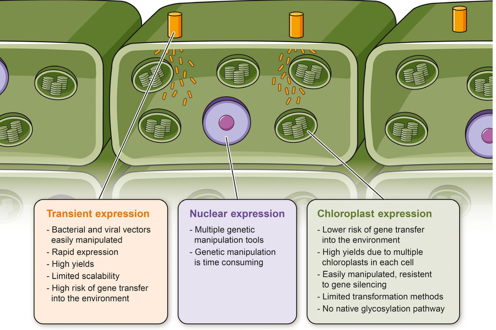 Simplified plant cell diagram showing localization and