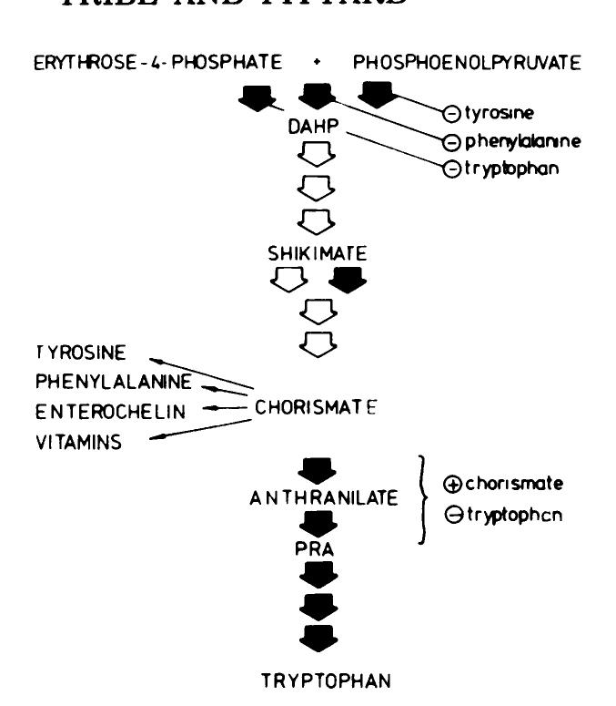 Fic. 1. diagram of the main pathways and the inhibitory and