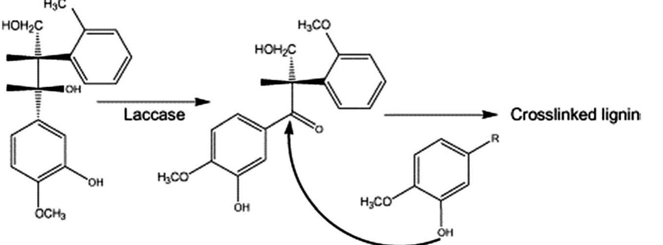 Laccase-mediated oxidation of lignin model compound and
