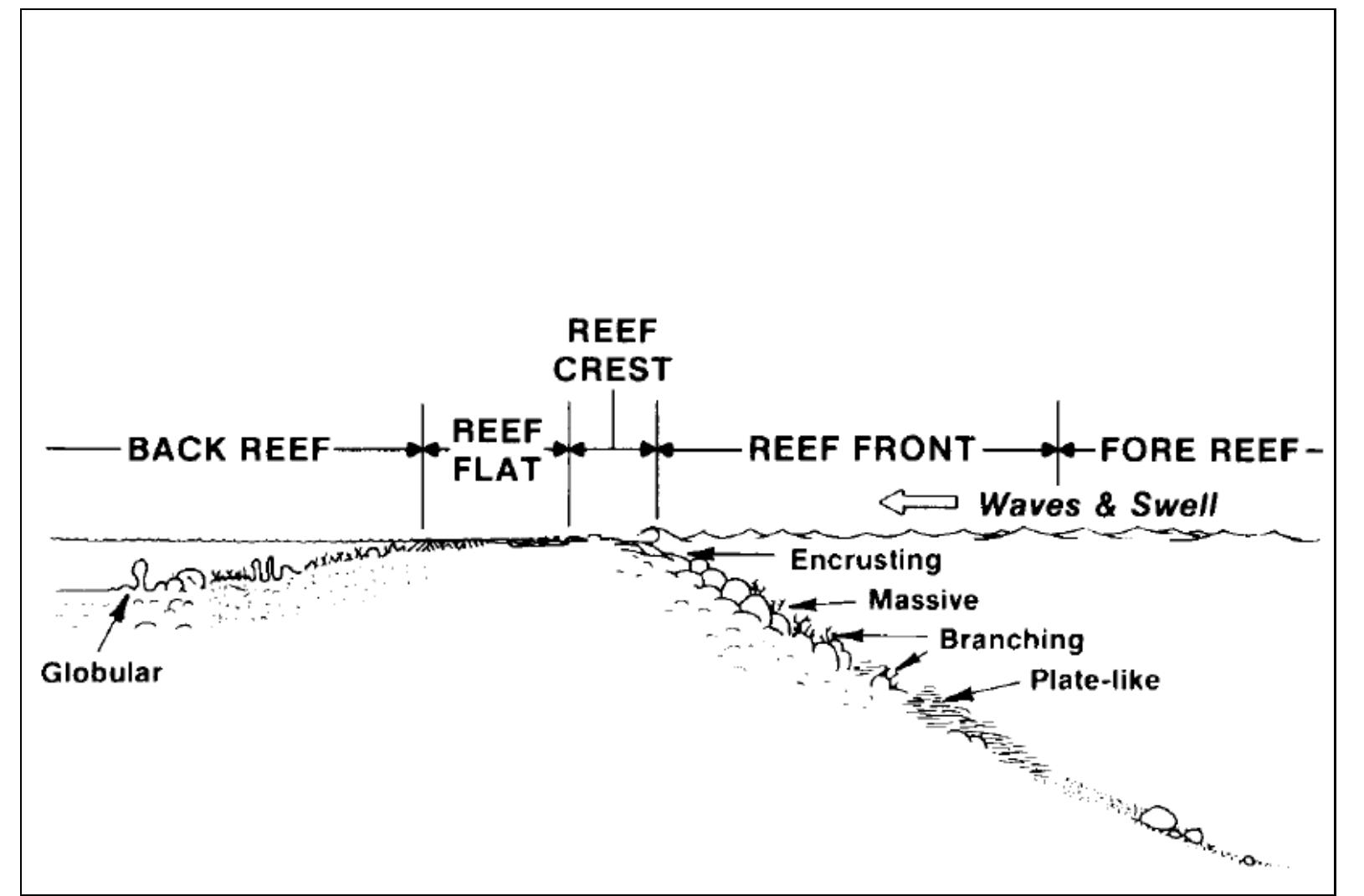 Figure 10 - Late Pleistocene raised coral reefs in the