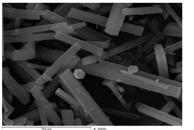 Plate 1; scanning electron microscope micrograph of the