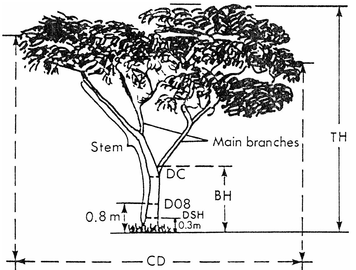 Sketch of an acacia tree showing the different components