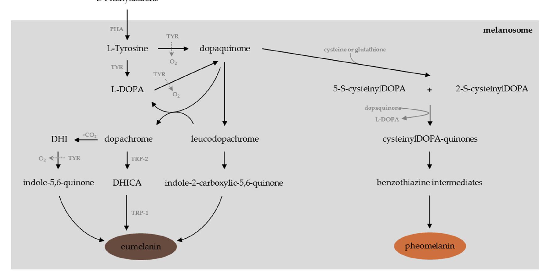 The melanogenesis pathway (adapted from [14,53]).