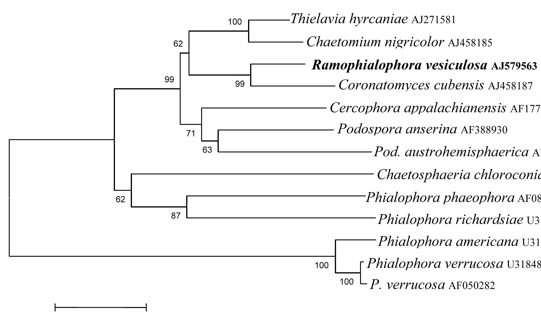 The phylogenetic tree shown in fig. 12 is built up with the
