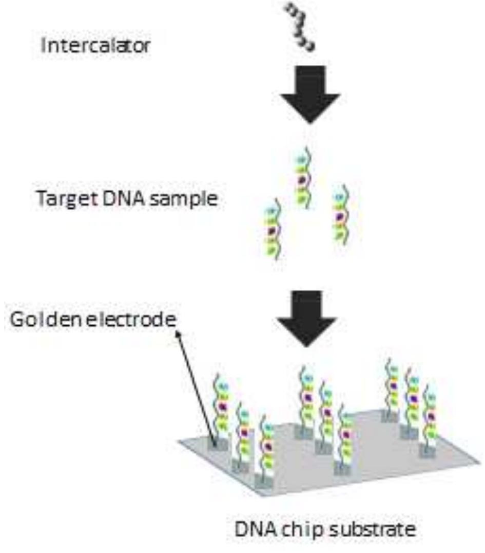 Detection principle of the electrochemical dna chip. dna
