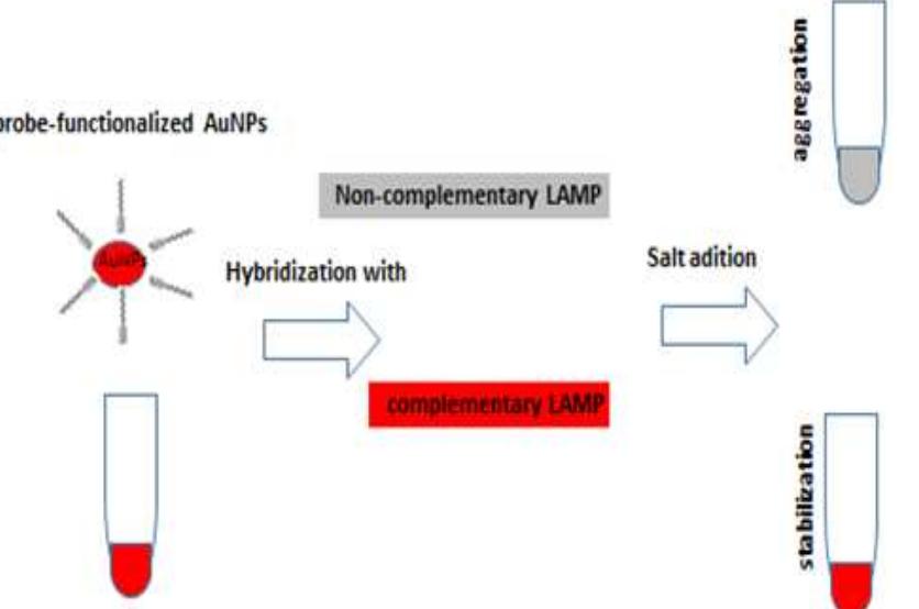 Schematic illustration for the detection method based on