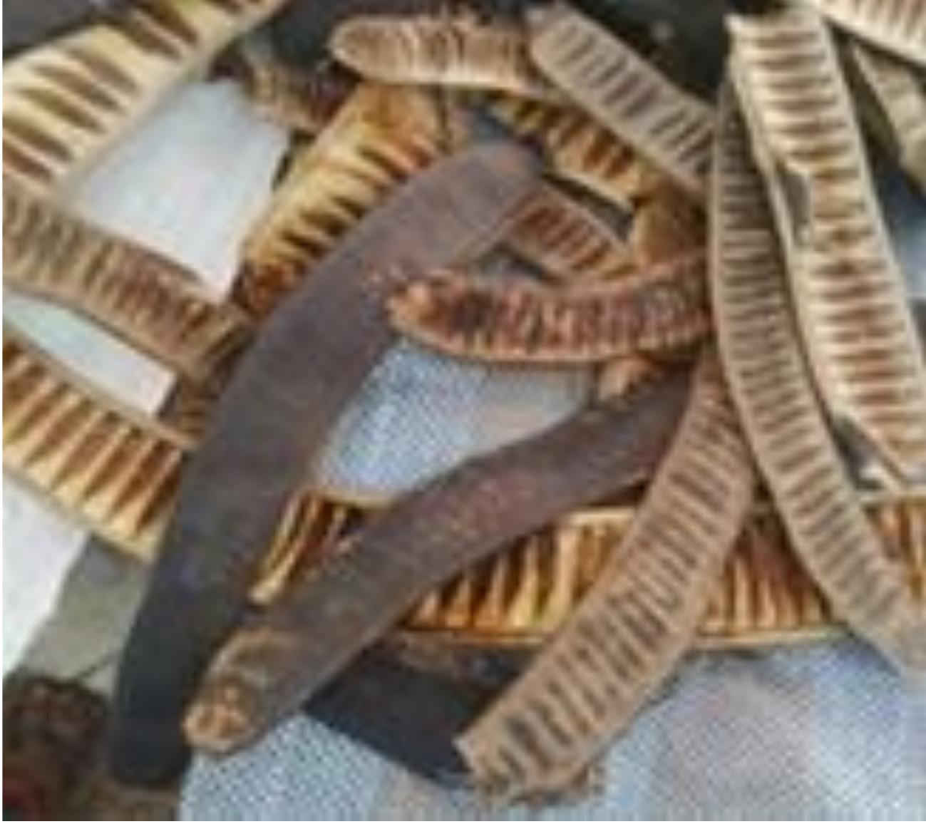 Flamboyant (delonix regia) seed pods flamboyant seed pods