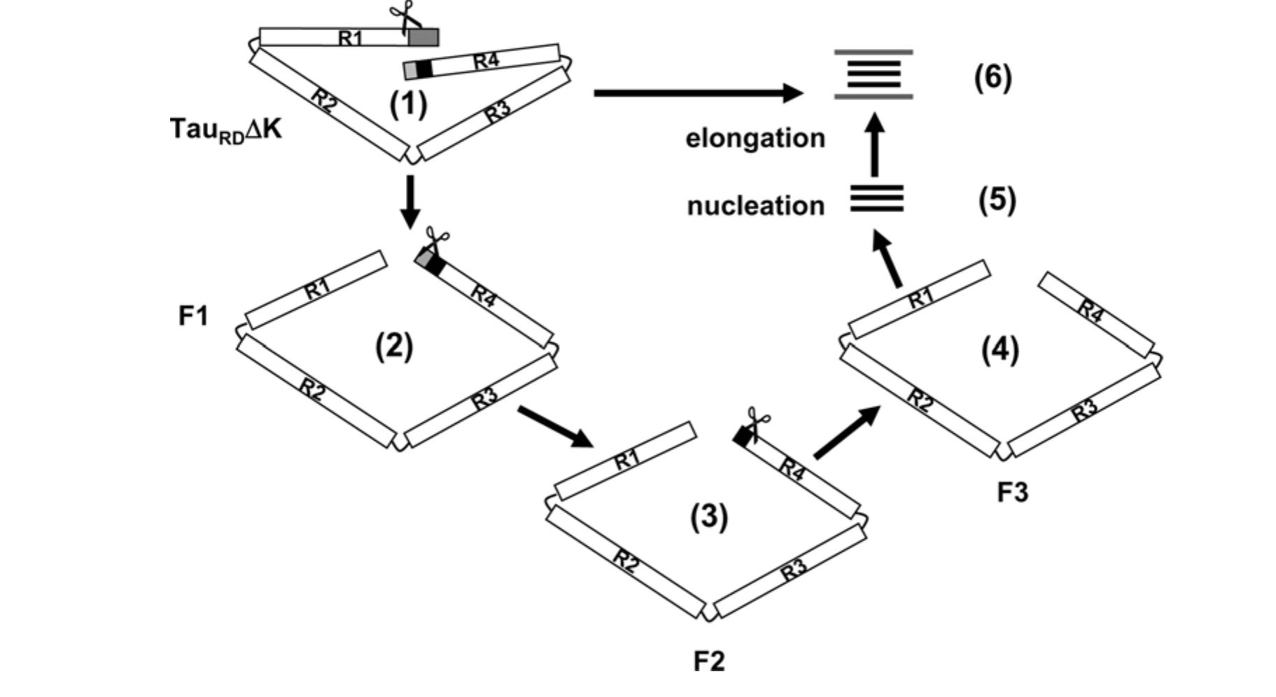 This N Terminal Domain Of Tau Interacts With The C Termina