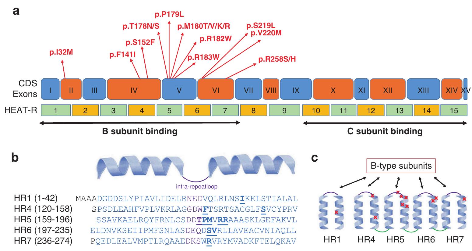 Schematic overview of neurodevelopmental delay-associated