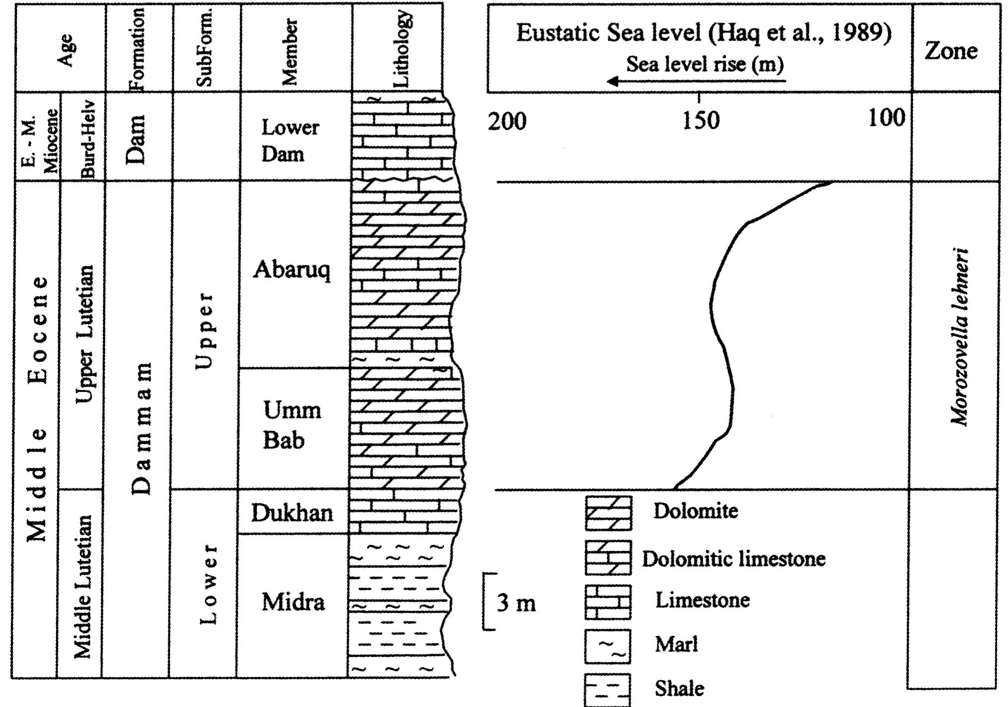 Lithostratigraphic section of the middle eocene dammam