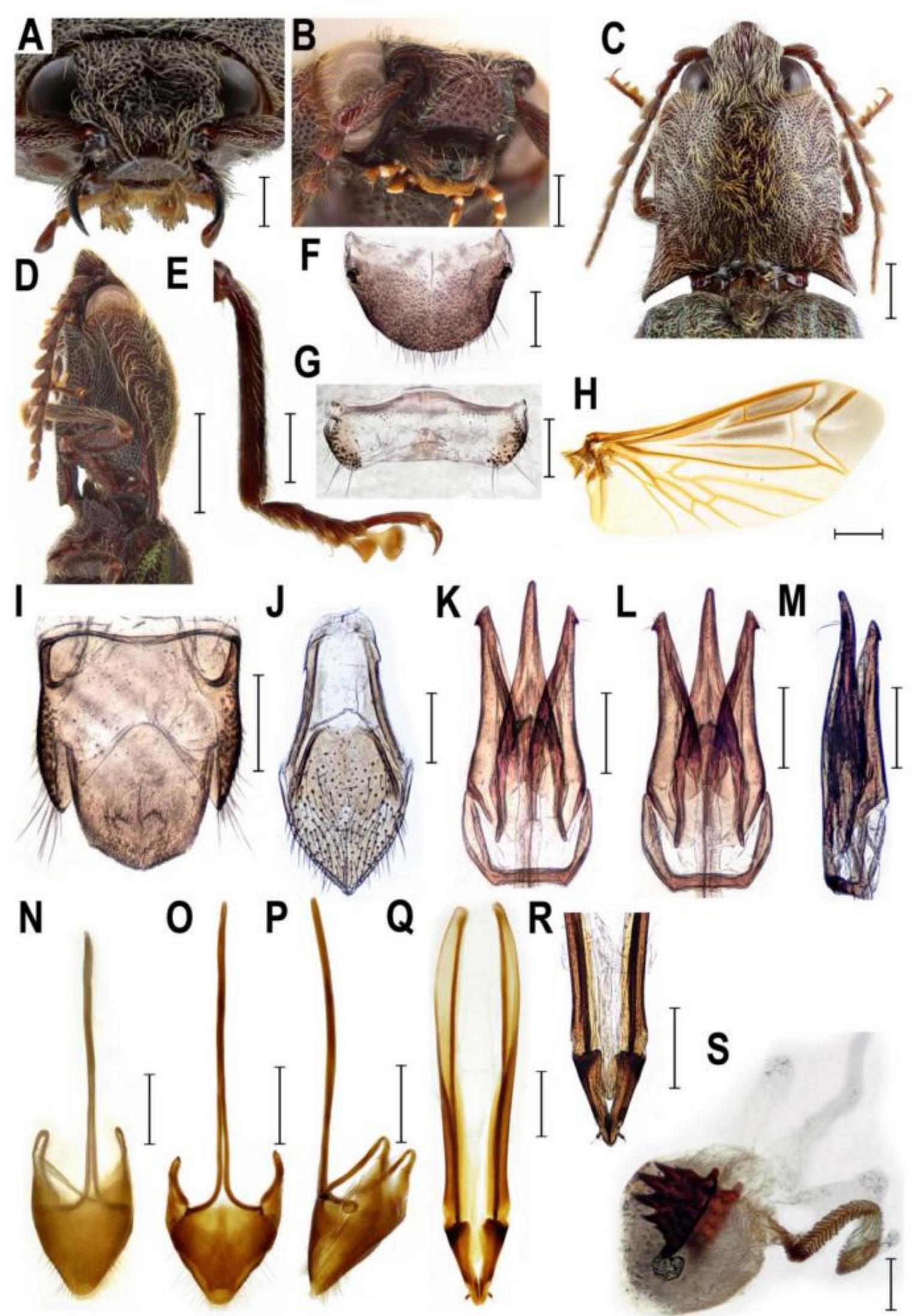 Morphology of sossor hageni, indonesia, female (a,n-s), male