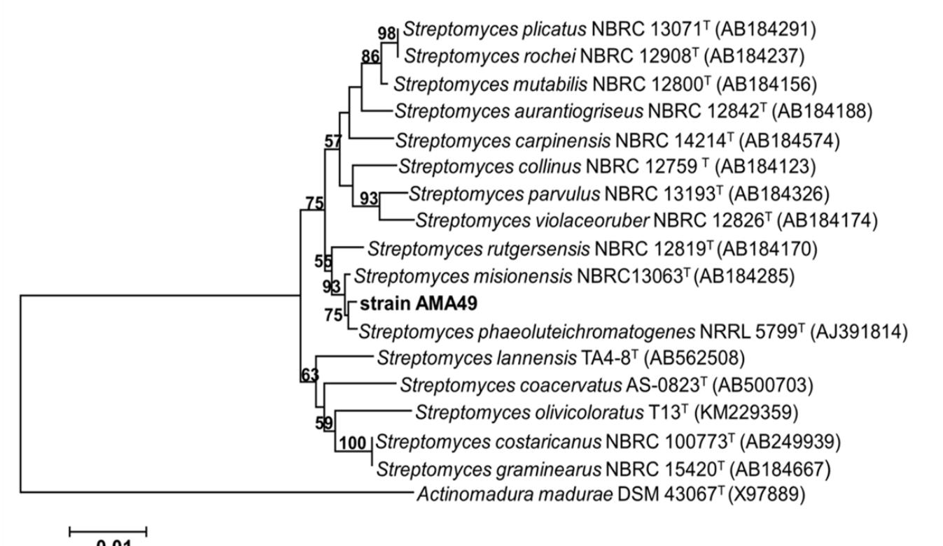 Phylogentic tree of streptomyces sp. ama49 based on 16s rdna