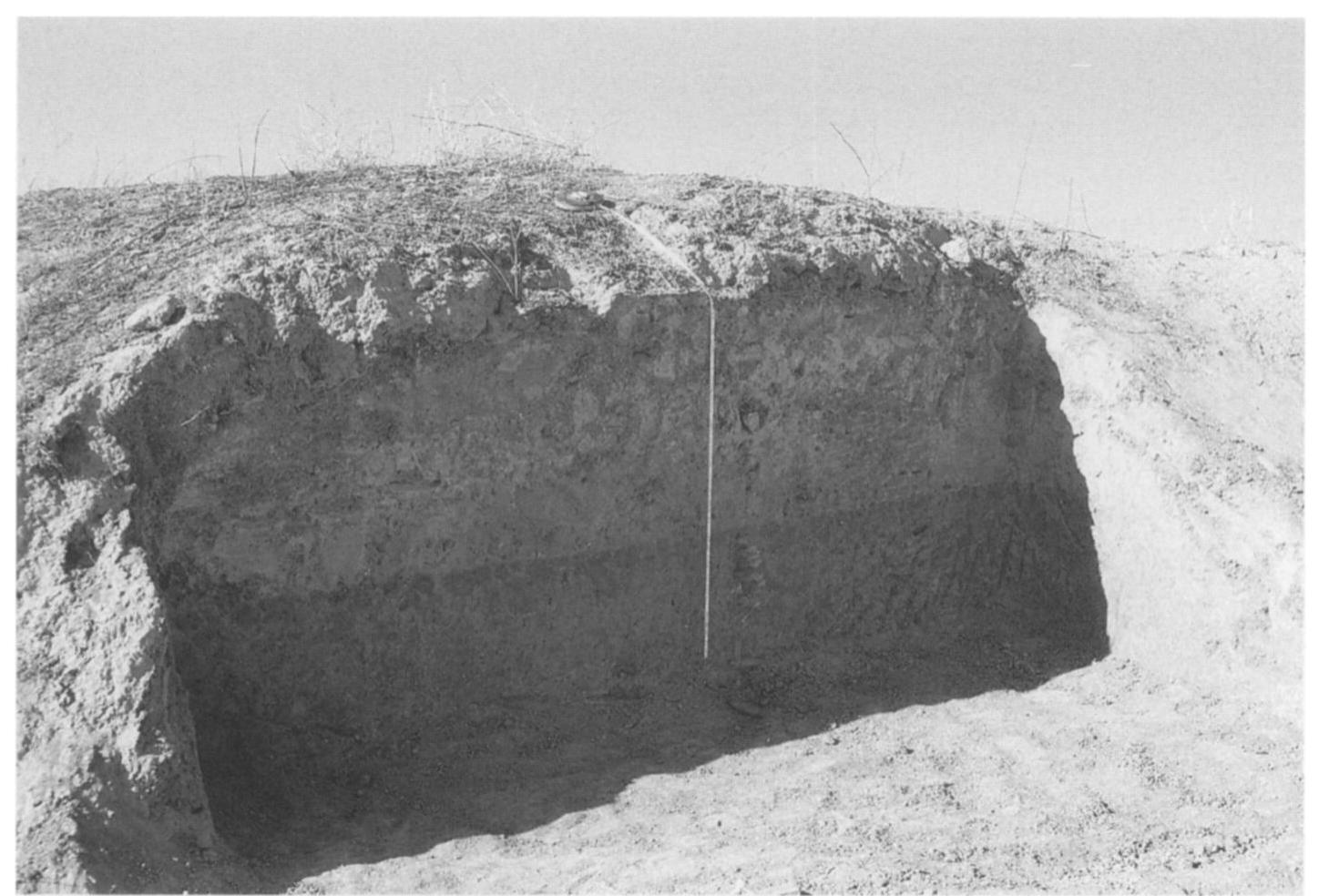 Carbonate concretions, represents the ancient soil that