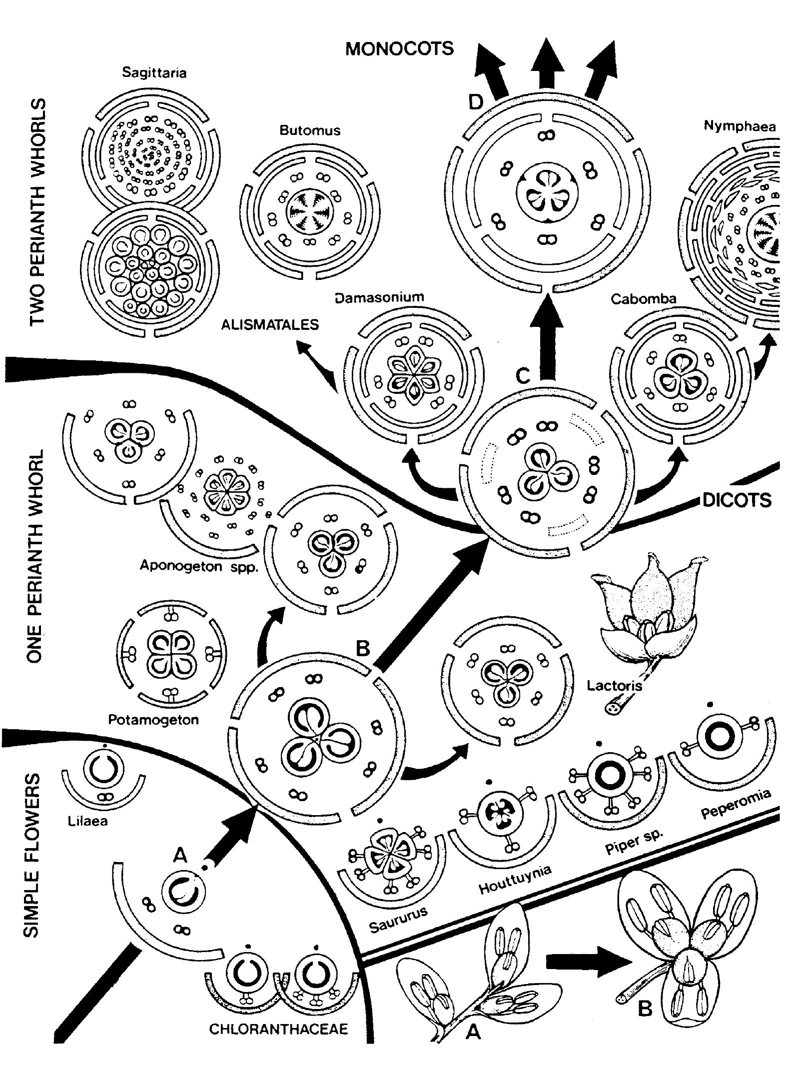 Figure 11 - from Systematics, biogeography and conservation