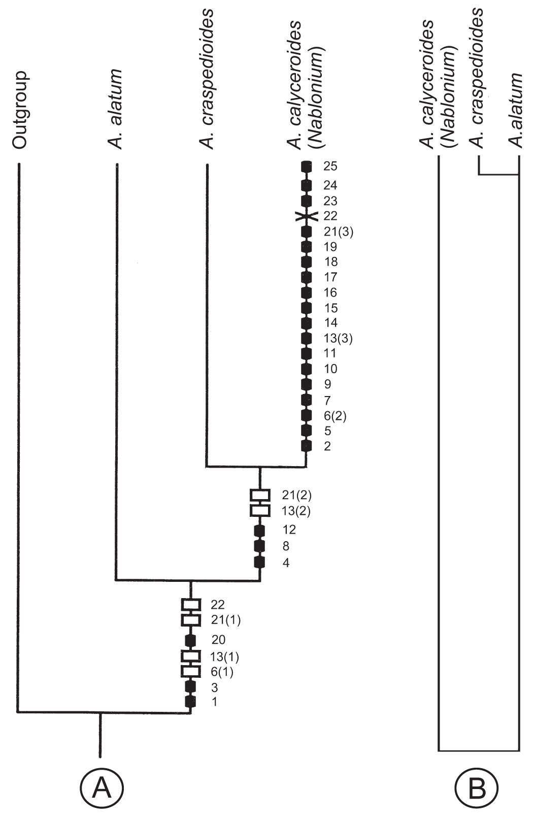 A, cladistic relationships among the three species ammobium