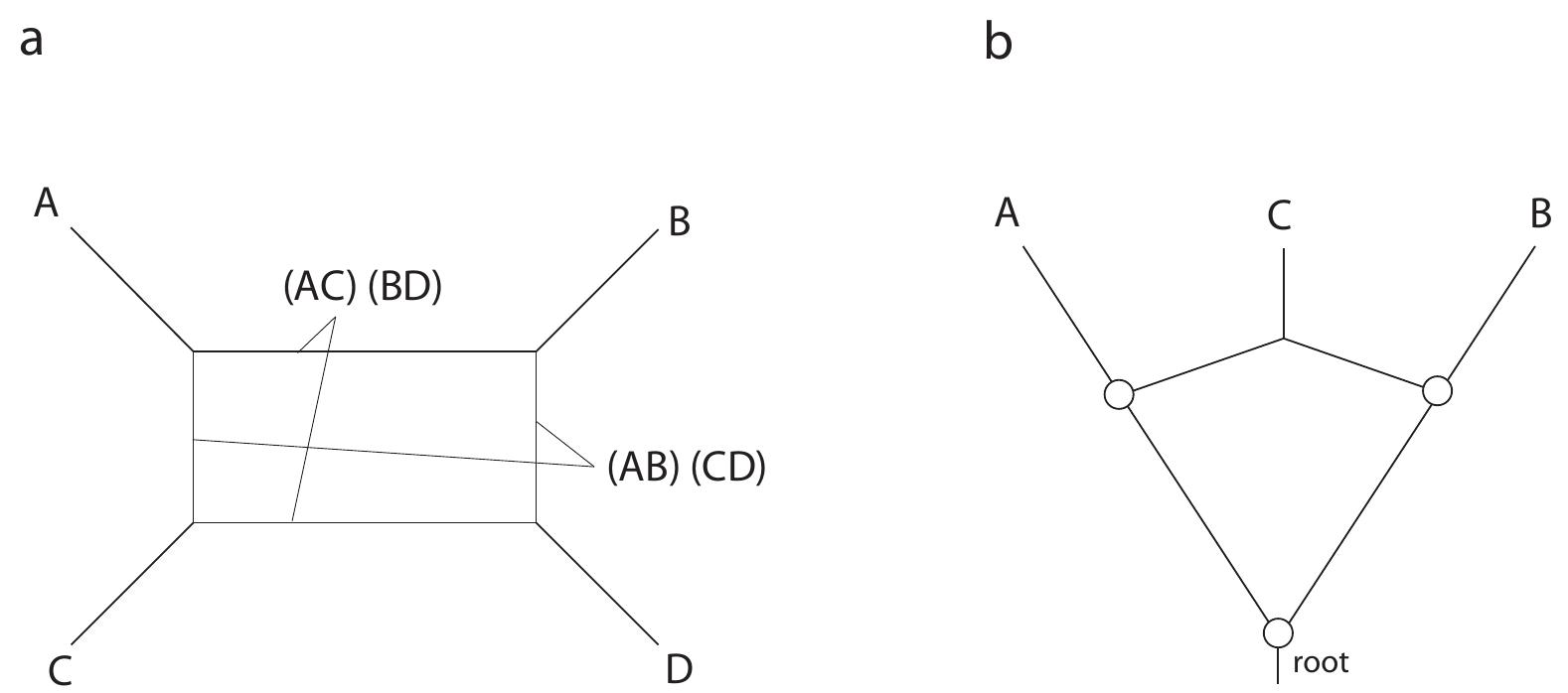 Phylogenetic networks (splitsgraphs) for analysis of