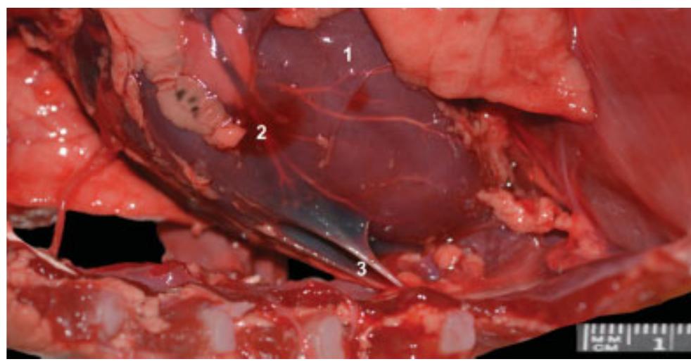 Left lateral view of the thorax of the pampas deer. 1: left