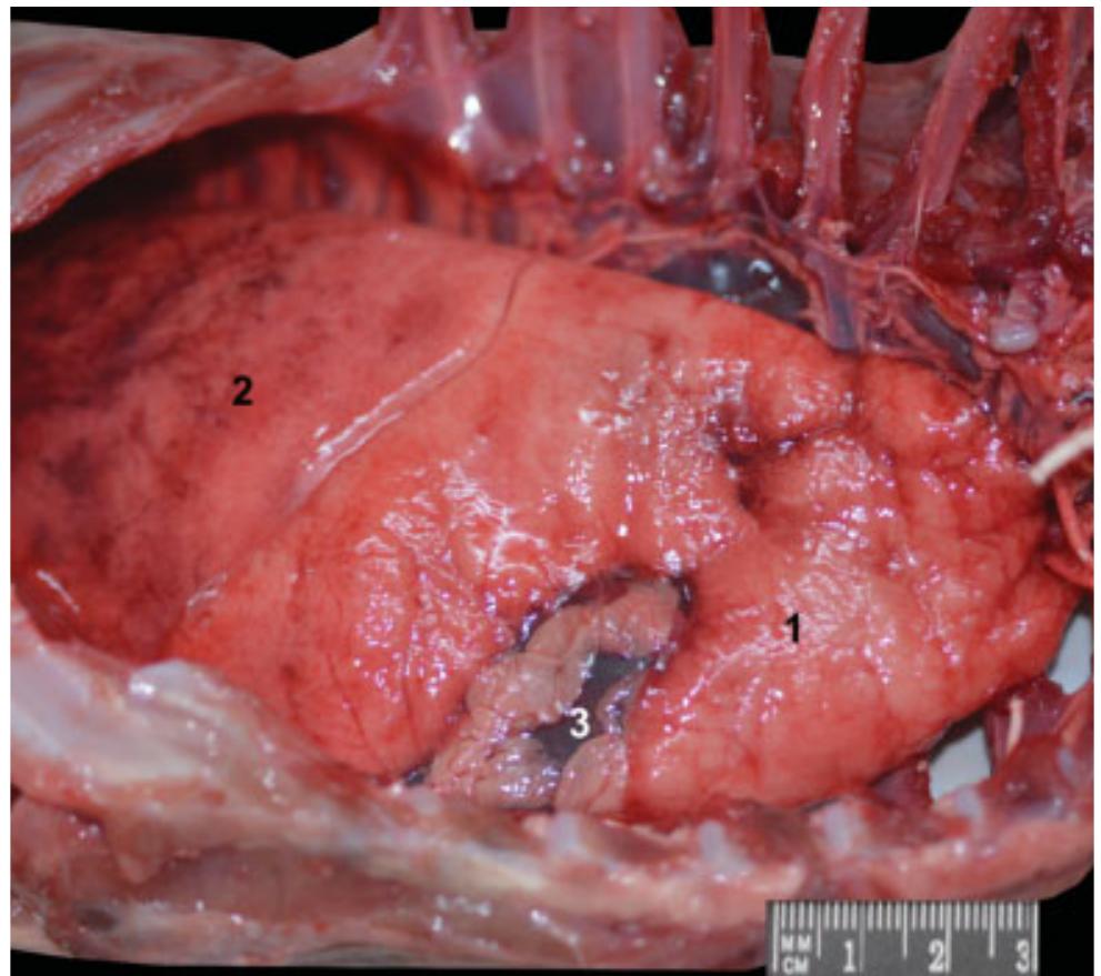 Left lateral view of the thorax, after the removal of the