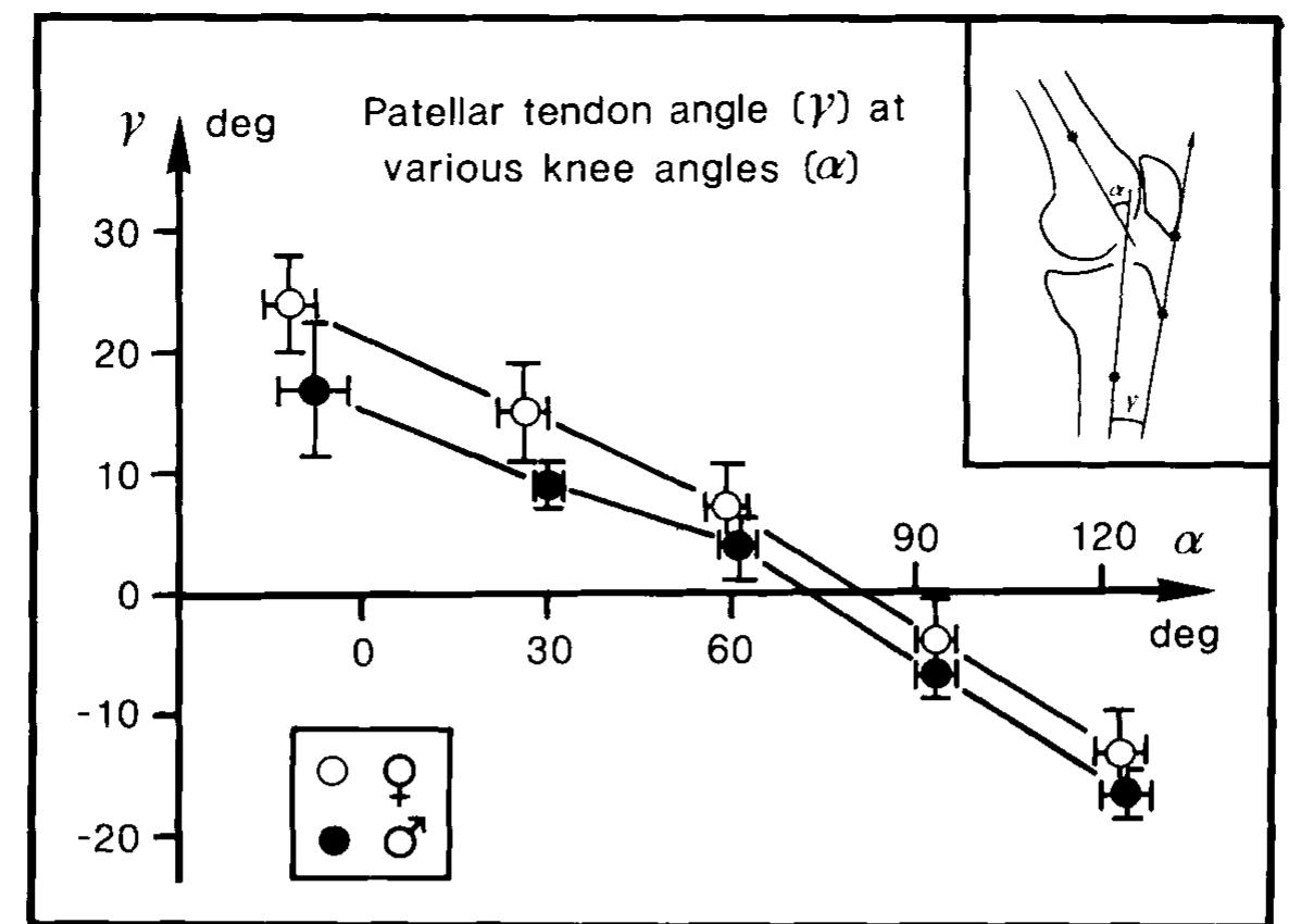 A. magnitude of y (y-axis) at various knee flexion angles