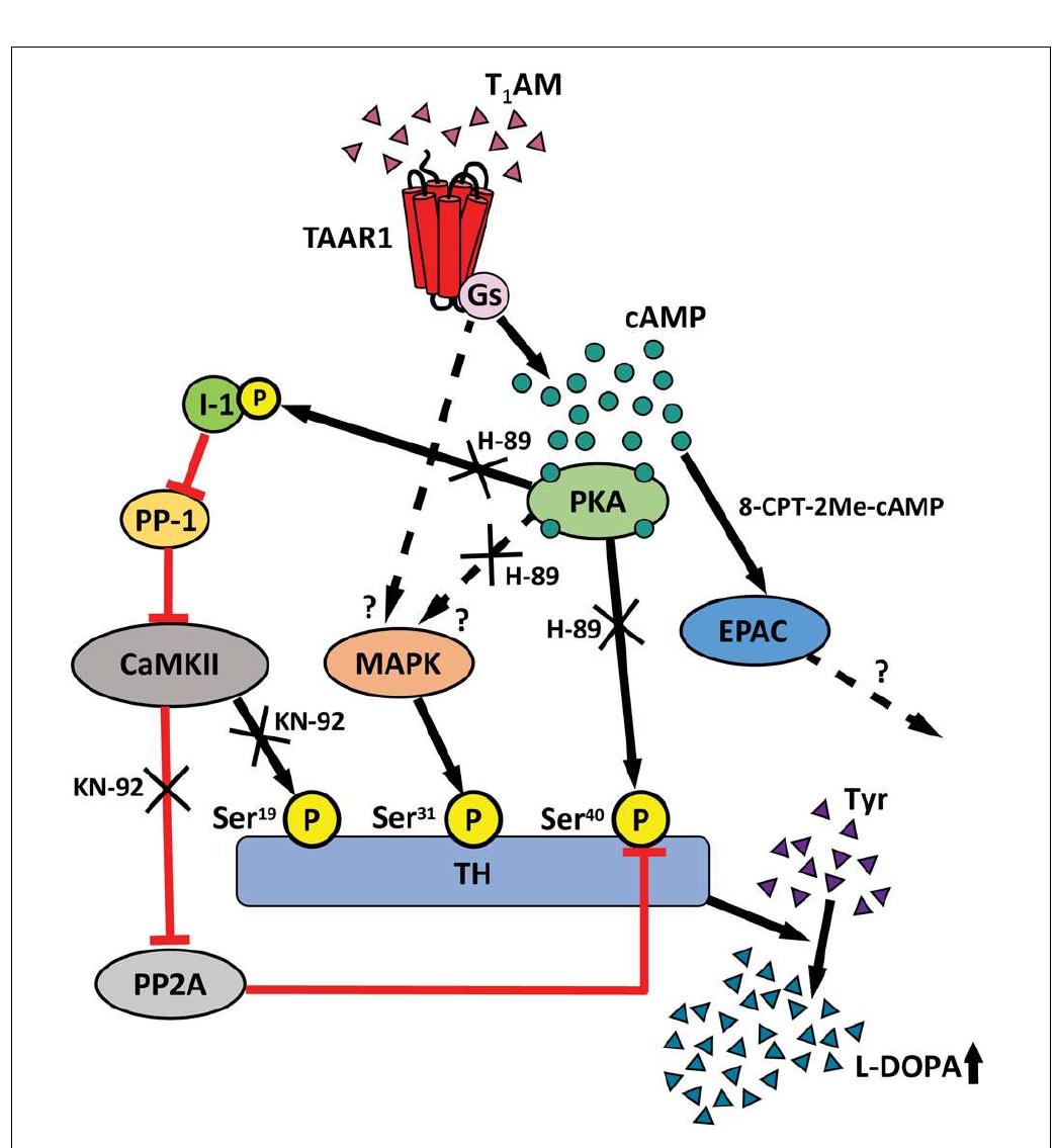 | schematic graph show the cellular signaling pathway for