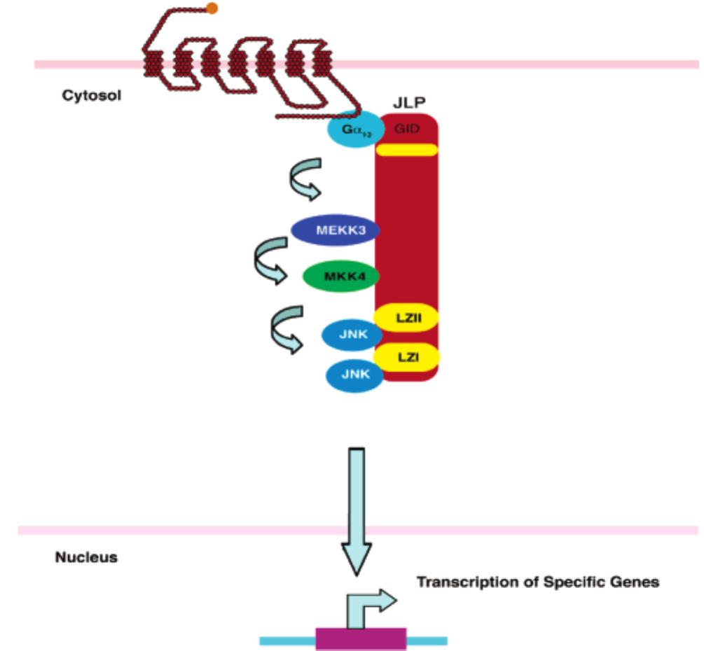 Proposed model for the ga;;—jlp—jnk signaling pathway. in
