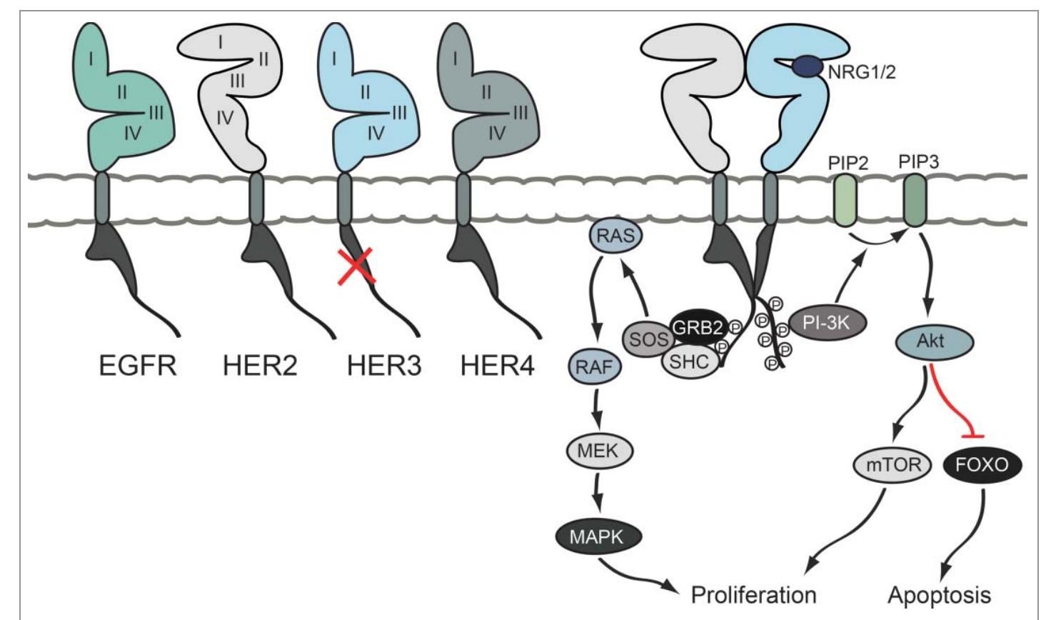 Schematic illustration of the epidermal growth factor