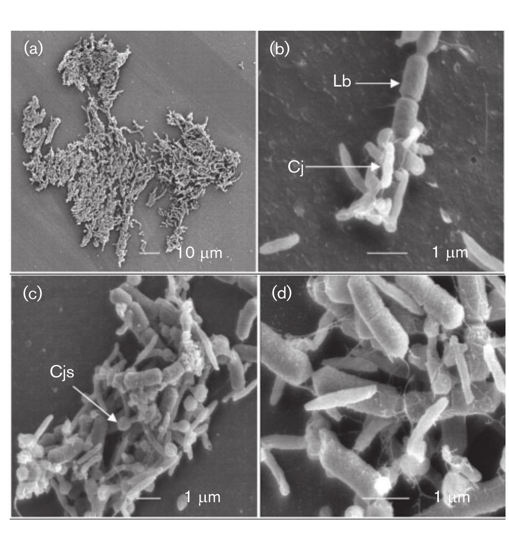 Scanning electron microscopic observation of lb. rhamno- sus