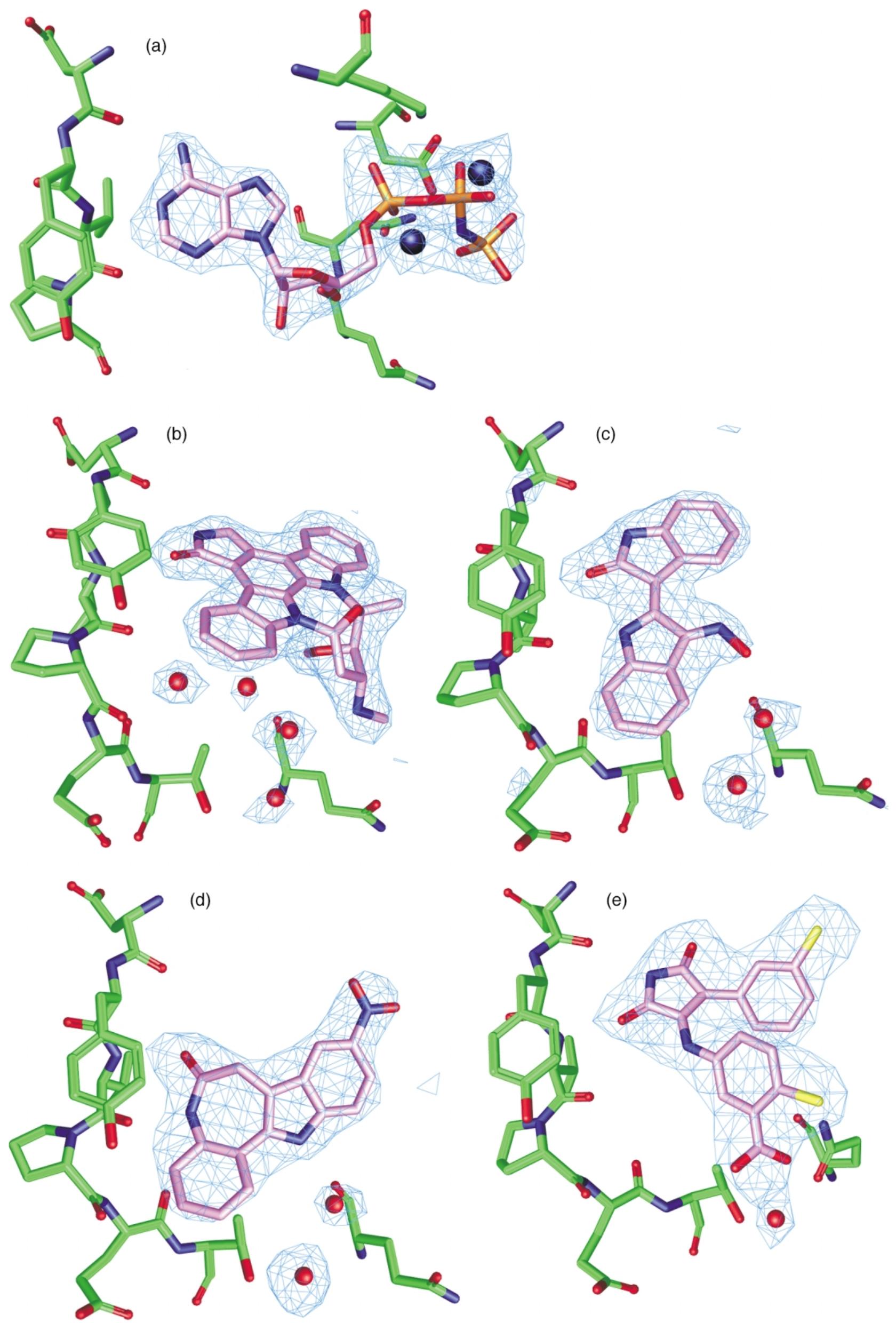 Electron density maps of the inhibitors bound to gsk-3b. the