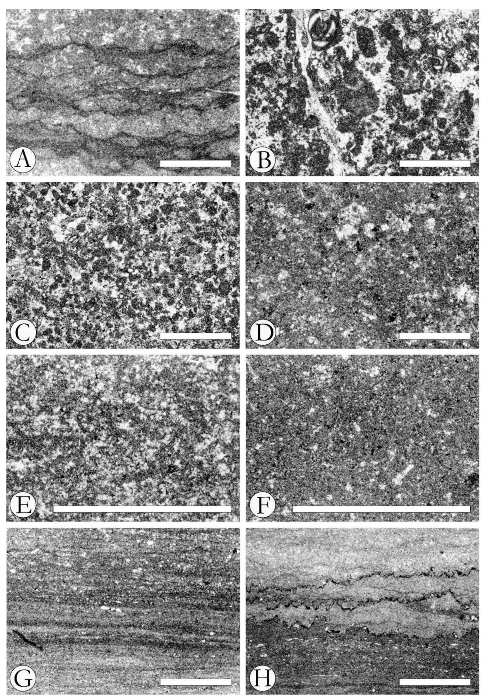 Photomicrograph of primary microfacies (b—g) and secondary