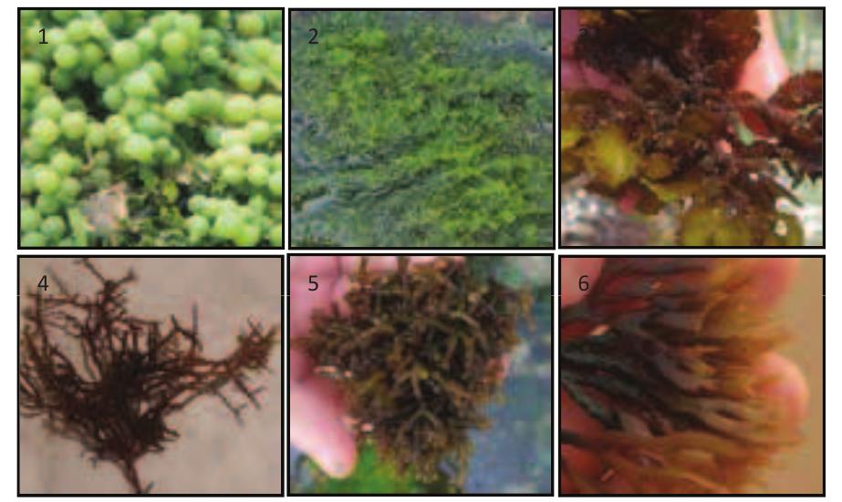 And homogenized using a laboratory mechanical blender before