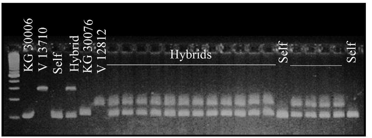 - combinations between arachis hoehnei and a. simpsonii and