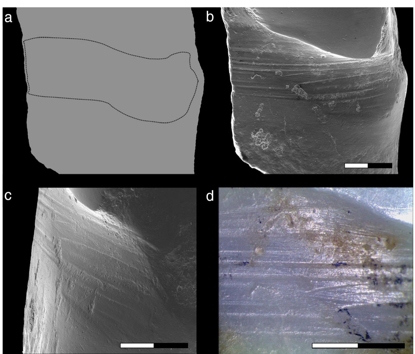 Detail of distal interproximal groove on the cervix of